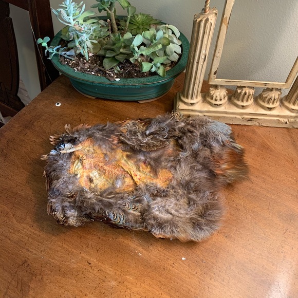 pheasant | Wall Decor | Ringneck Pheasant Feather Mount Display ...